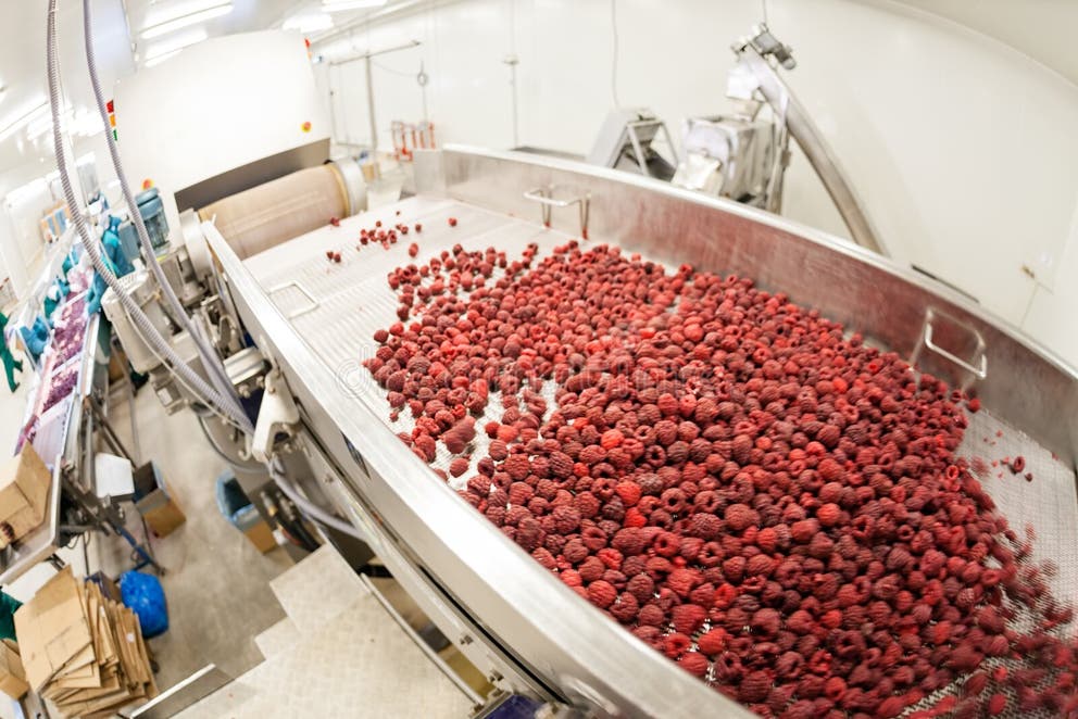 Frozen Raspberry Processing Business Stock Image - Image of industrial ...
