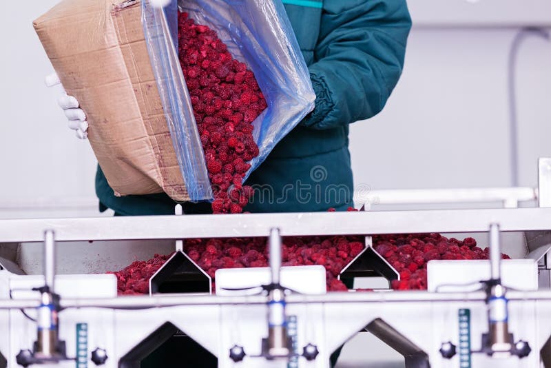 Frozen Raspberry Processing Business Stock Image - Image of frost ...