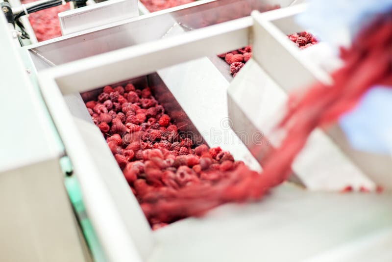 Frozen Raspberry Processing Business Stock Photo - Image of freezer ...