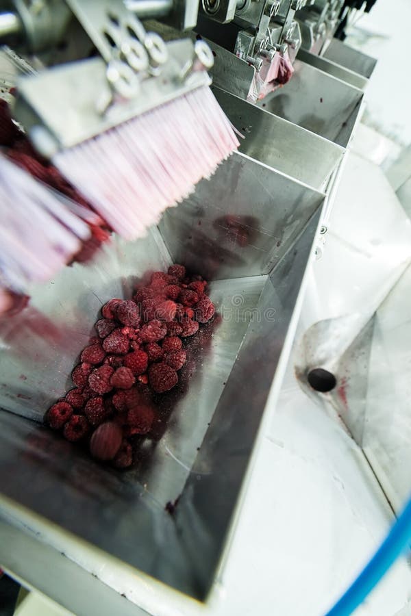 Frozen Raspberry Processing Business Stock Photo - Image of organic, freezer: 48322946