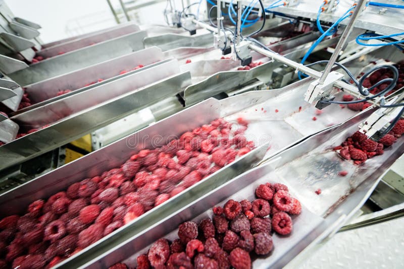 Frozen Raspberry Processing Business Stock Image - Image of chile ...