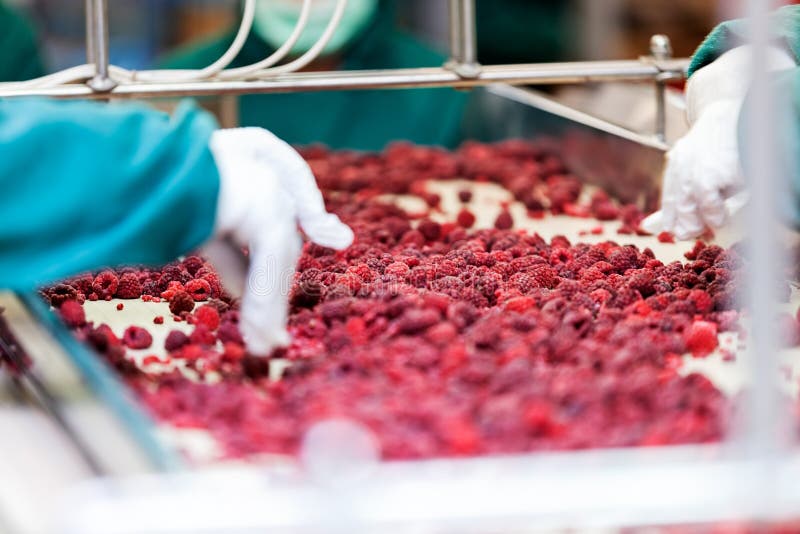 Frozen Raspberry Processing Business Stock Image - Image of cold ...