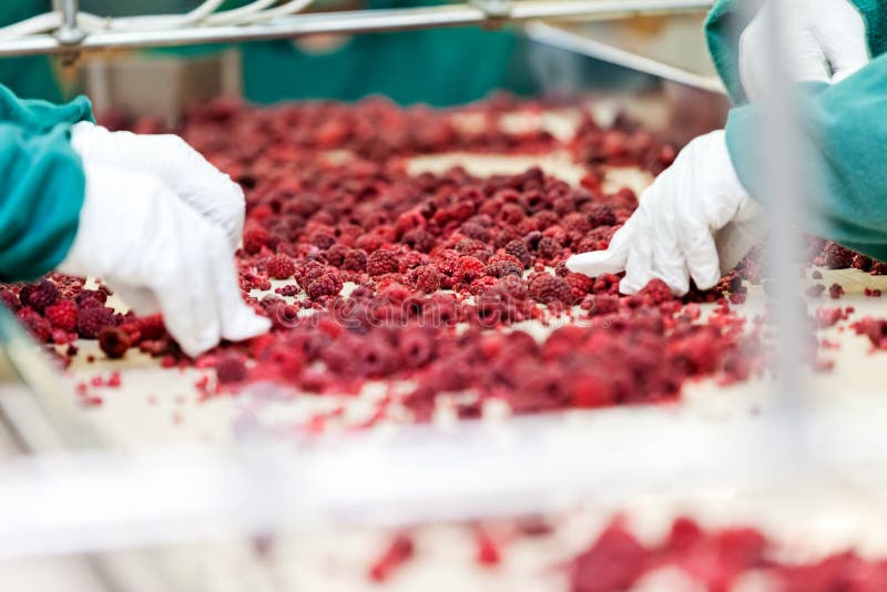 Frozen Raspberry Processing Business Stock Photo - Image of agriculture ...