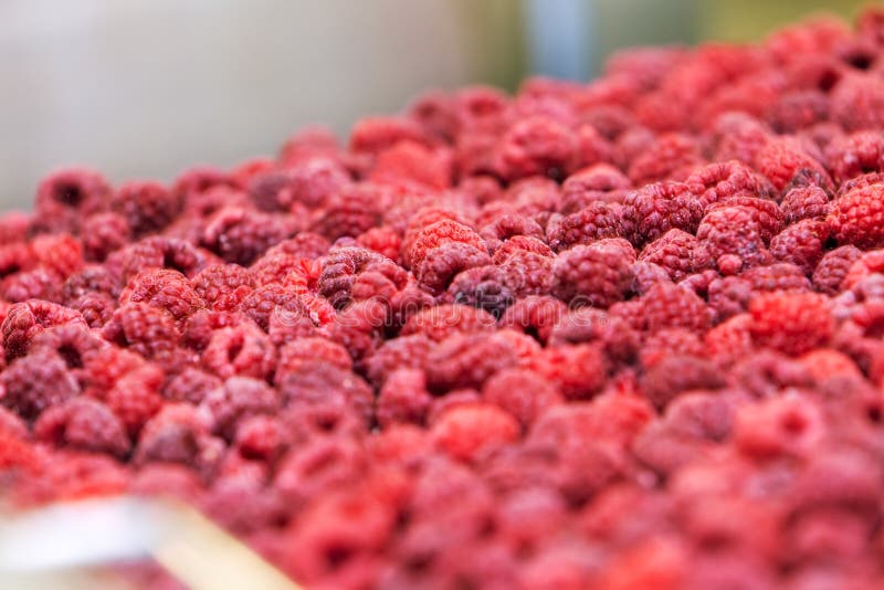 Frozen Raspberry Processing Business Stock Photo - Image of healthy ...