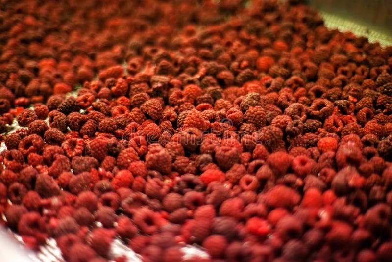 Frozen Raspberry Processing Business Stock Image - Image of food ...