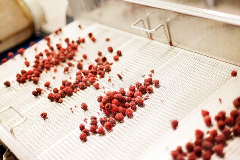 Frozen Raspberry Processing Business Stock Photo - Image of berry ...