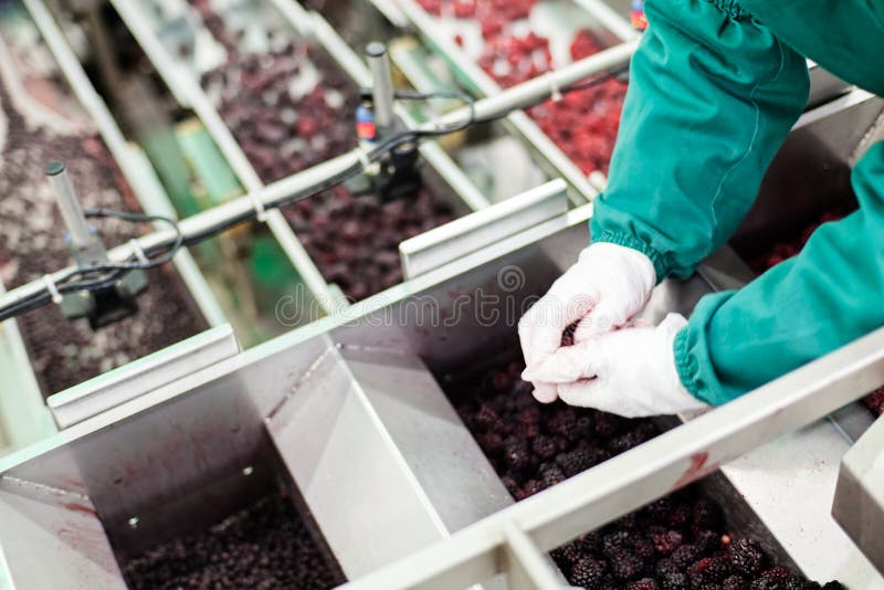 Frozen Raspberry Processing Business Stock Photo - Image of harvest ...