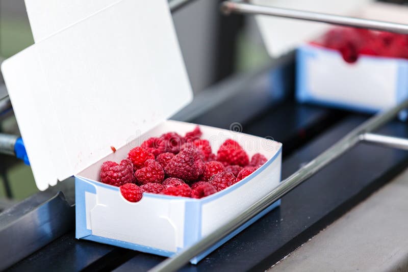 Frozen Raspberry Processing Business Stock Image - Image of chile ...