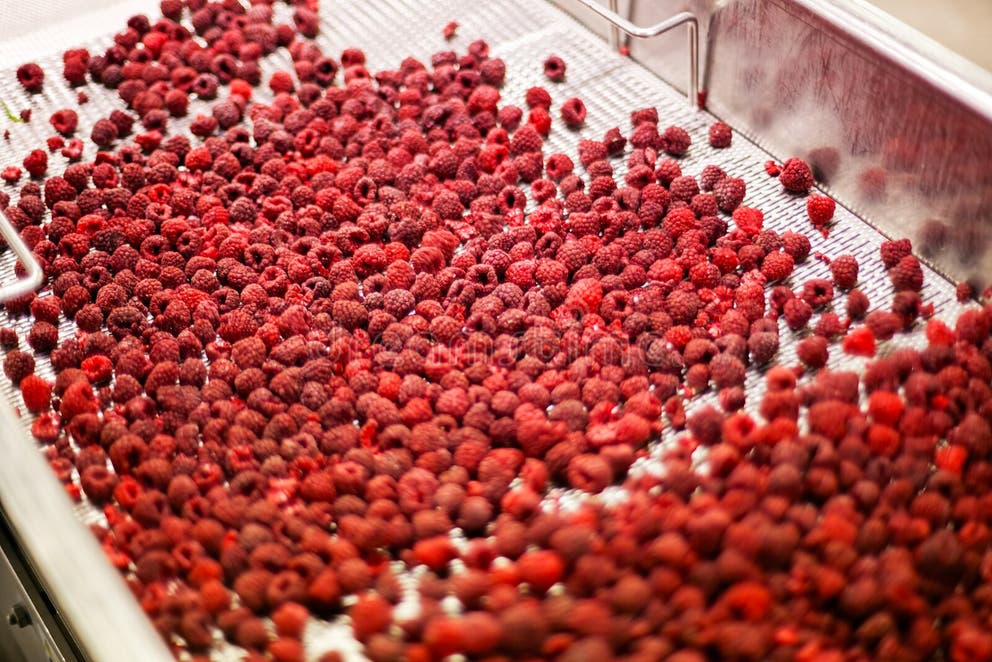 Frozen Raspberry Processing Business Stock Image - Image of chile ...