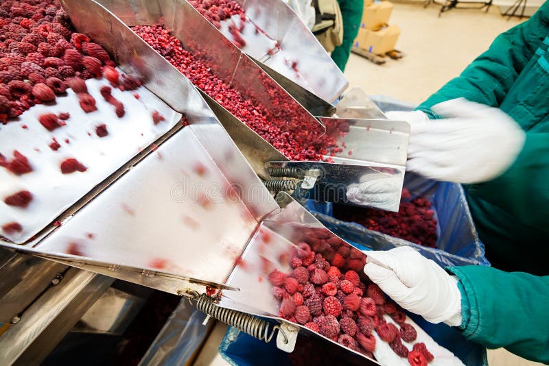 Frozen Raspberry Processing Business Stock Image - Image of frost, hand ...