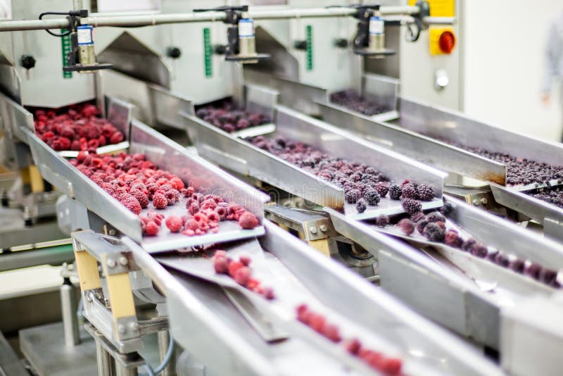 Frozen Raspberry Processing Business Stock Image - Image of industry ...