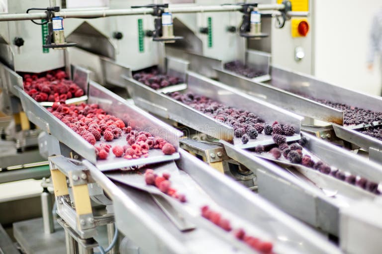 Frozen Raspberry Processing Business Stock Image - Image of industry ...