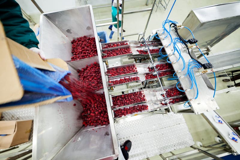 Frozen Raspberry Processing Business Stock Image - Image of closeup ...