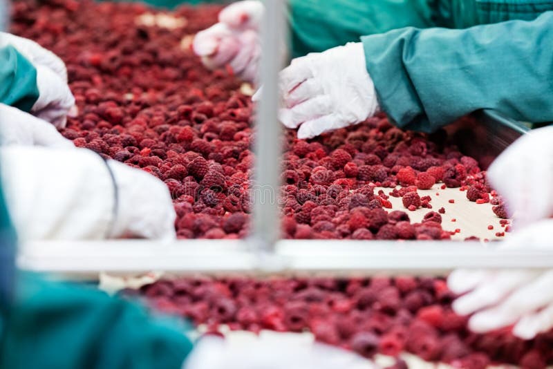 Frozen Raspberry Processing Business Stock Photo - Image of industrial ...