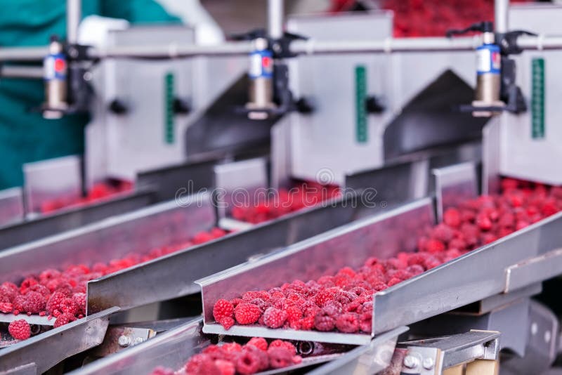 Frozen Raspberry Processing Business Stock Photo - Image of closeup ...