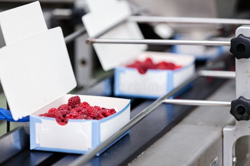 Frozen Raspberry Processing Business Stock Photo - Image of macro ...