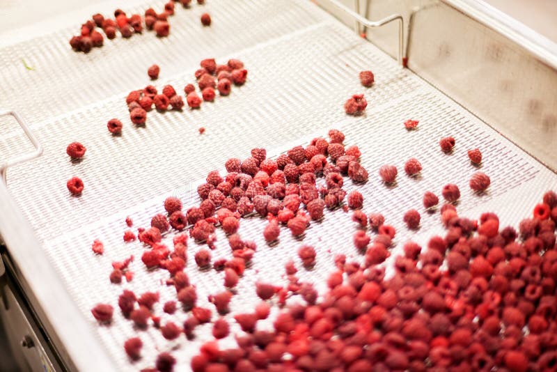 Frozen Raspberry Processing Business Stock Photo - Image of freshness ...