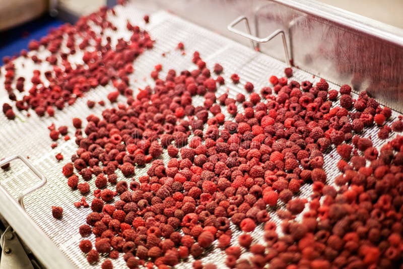 Frozen Raspberry Processing Business Stock Photo - Image of berry, food ...
