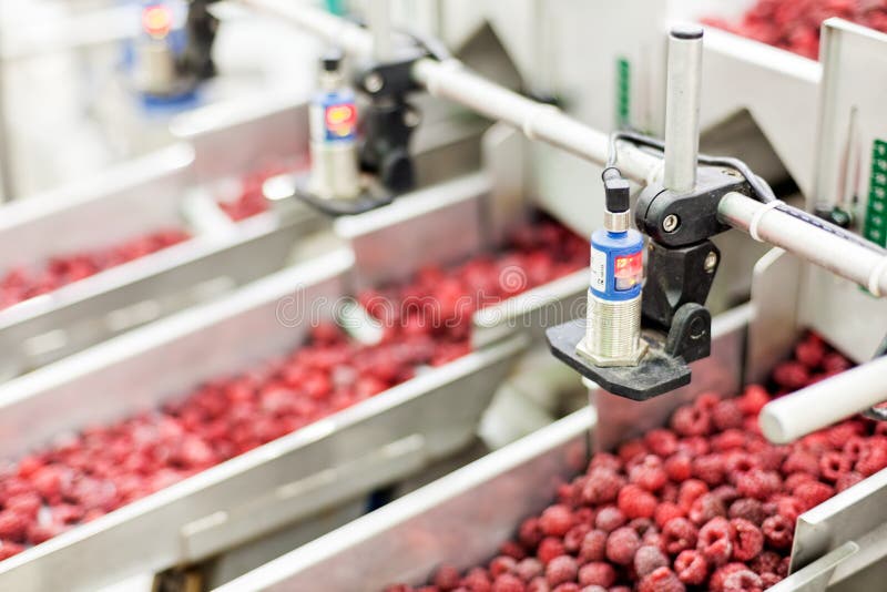 Frozen Raspberry Processing Business Stock Photo - Image of closeup ...