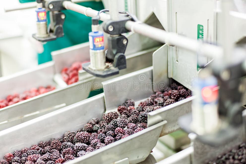 Frozen Raspberry Processing Business Stock Photo - Image of industry ...