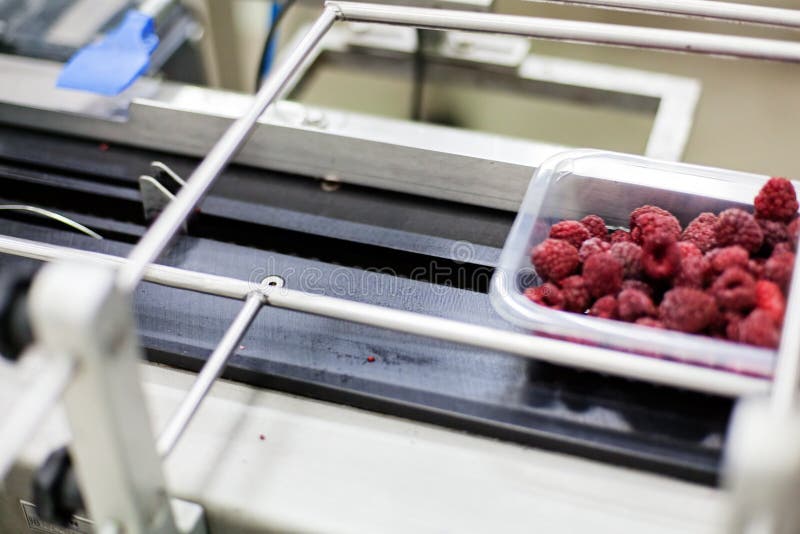 Frozen Raspberry Processing Business Stock Photo - Image of packing ...