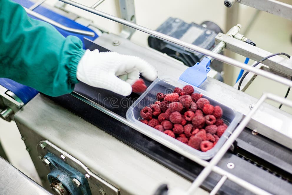 Frozen Raspberry Processing Business Stock Photo - Image of fresh ...