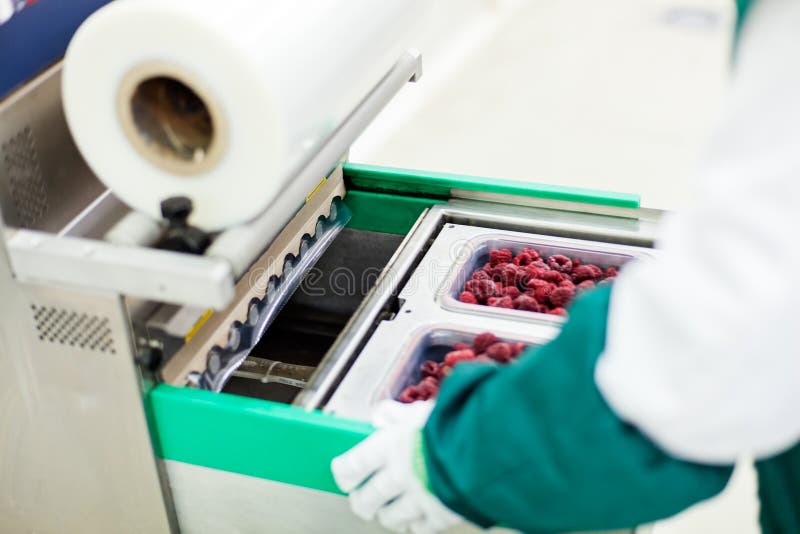 Frozen Raspberry Processing Business Stock Photo - Image of healthy ...