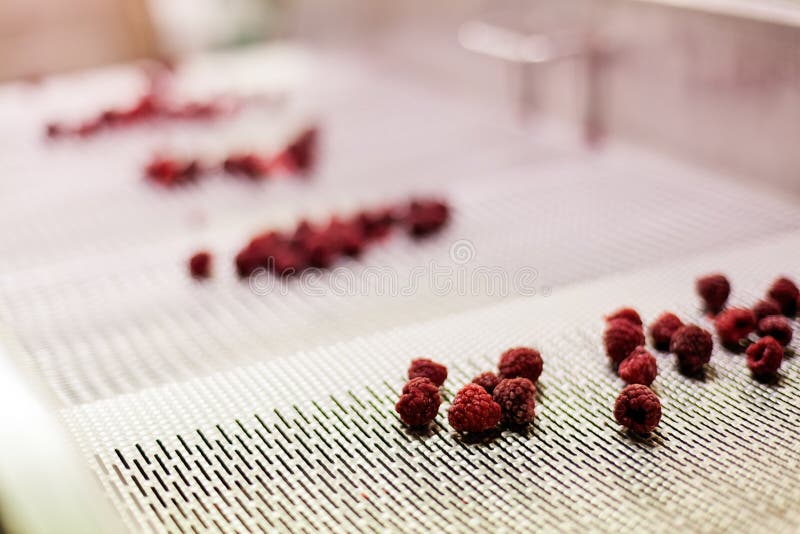Frozen Raspberry Processing Business Stock Photo - Image of making ...