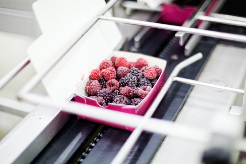 Frozen Raspberry Processing Business Stock Image - Image of packing ...