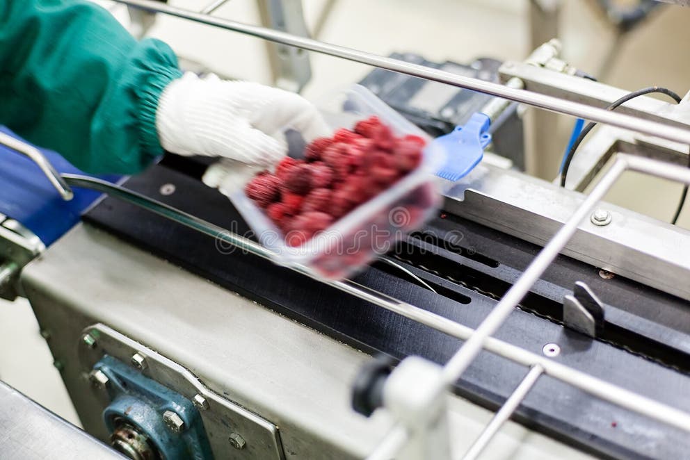 Frozen Raspberry Processing Business Stock Photo - Image of delicious ...