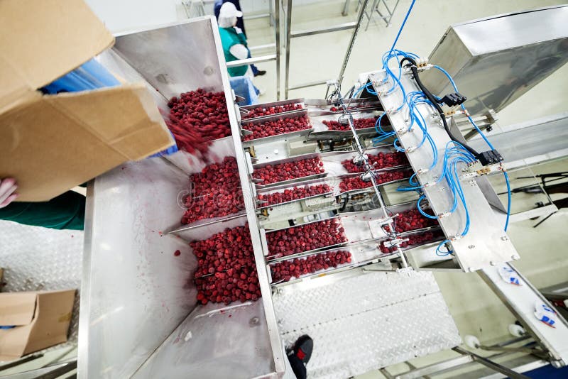 Frozen Raspberry Processing Business Stock Photo - Image of people ...