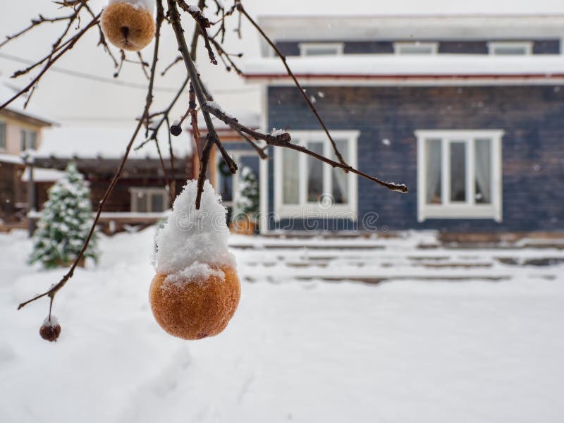 Frozen Red Apple that Stayed on the Tree are Covered with a Layer of ...