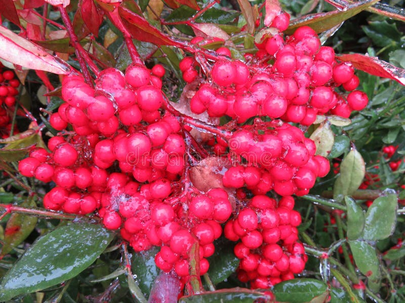 Frozen Red Berries in Ice in February Stock Image - Image of february ...