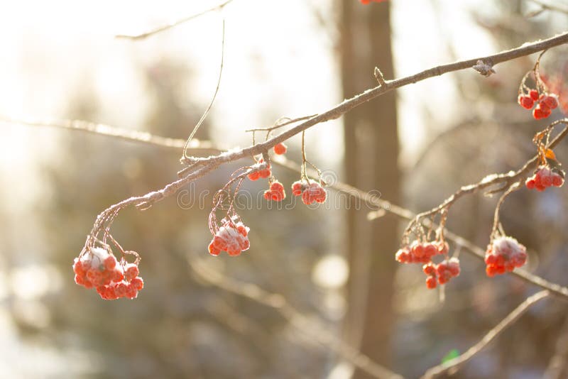 Frozen Red Berries on a Tree Stock Image - Image of brunch, closeup ...