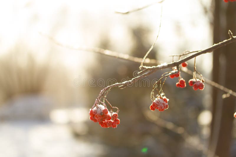 Frozen Red Berries on a Tree Stock Photo - Image of season, snow: 151481192