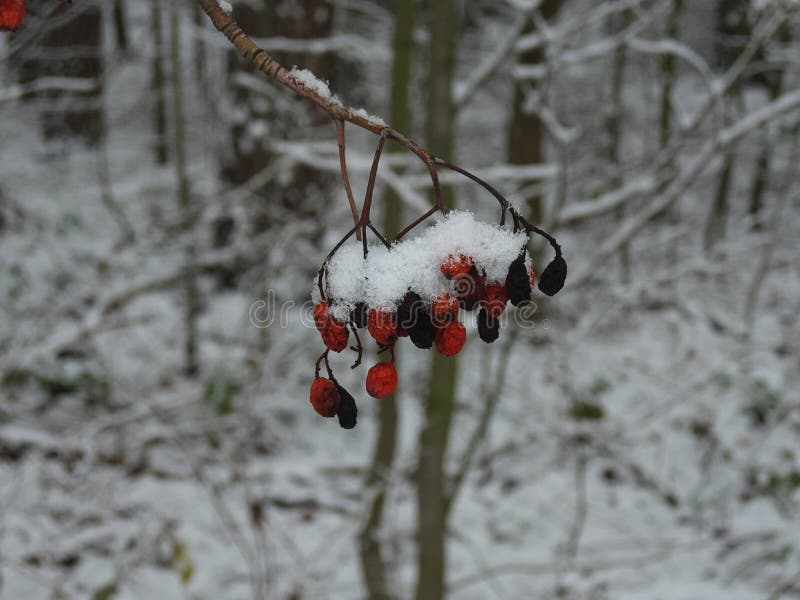 Frozen Red Berries Winter Forest Stock Photo - Image of cold, snow ...