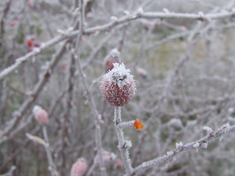 Frozen Red Berry stock image. Image of orange, frozen, berries - 348219