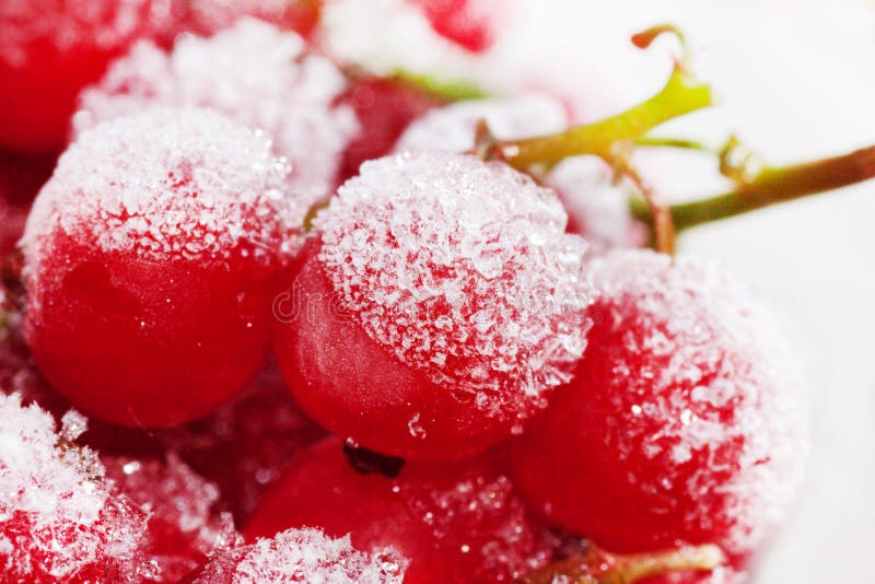 Frozen Red Currant Berries. Stock Image - Image of colors, fruit: 34164251