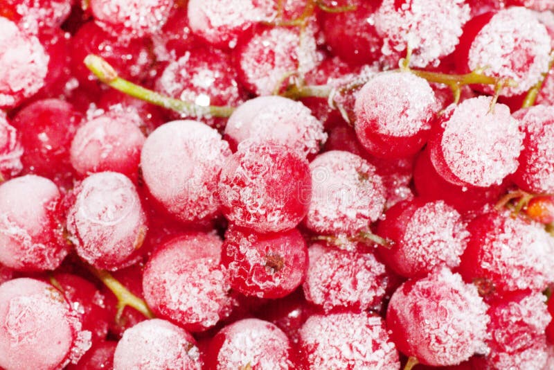 Frozen Red Currant Berries. Stock Photo - Image of ingredient, branch ...
