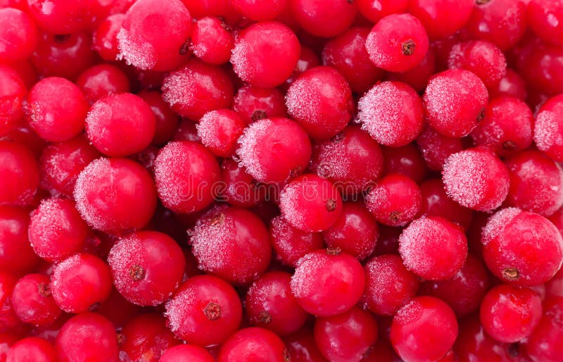 Frozen Red Currant Berries. Stock Photo - Image of nature, ripe: 111116362