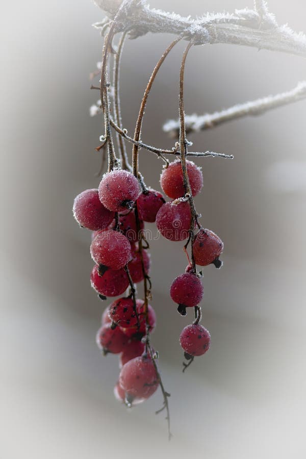 The frozen red currants stock photo. Image of season - 238776144