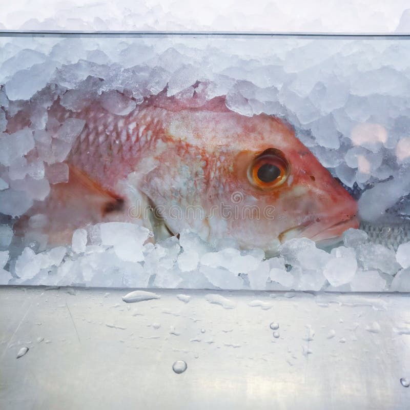 Frozen Red Fish in Ice on Market Stock Image - Image of market, meat ...