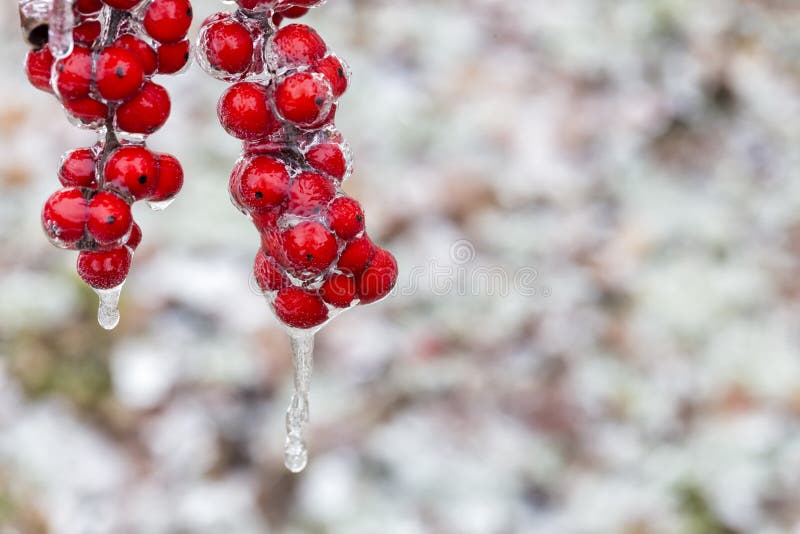 The Frozen Red Fruit stock image. Image of fresh, nature - 110255759