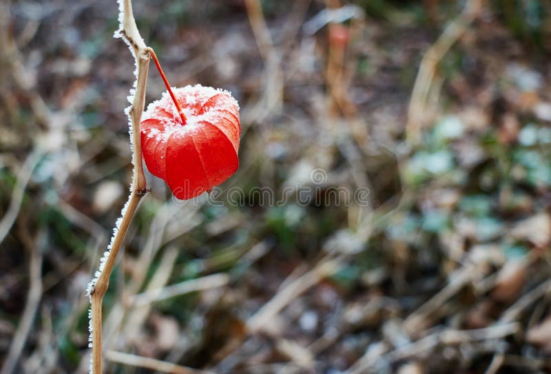 Frozen red physalis stock image. Image of leaves, mood - 48244671