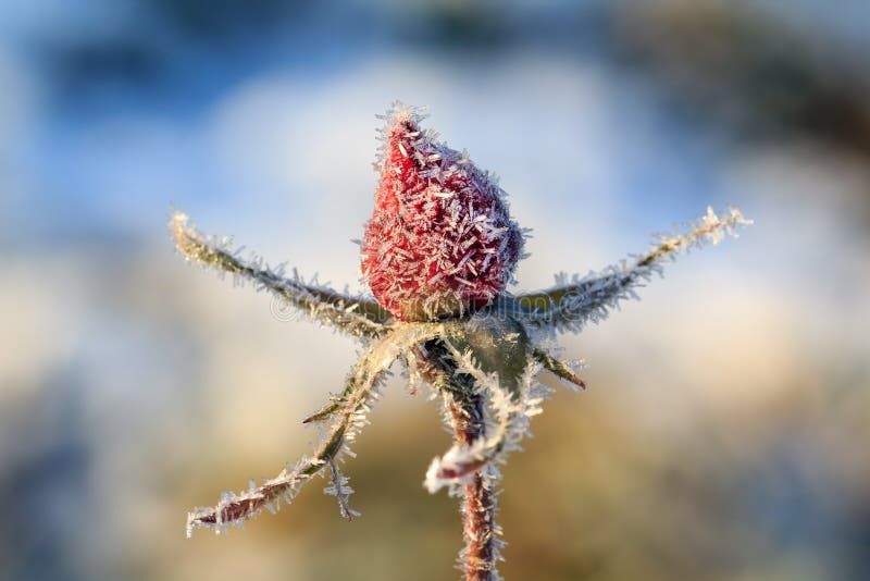 Frozen red rose stock image. Image of nature, foliage - 27653405