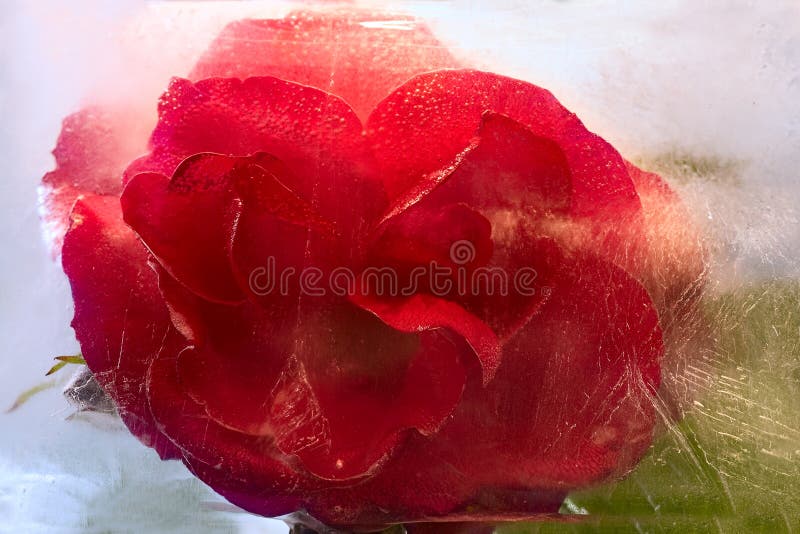 Frozen red rose flower stock image. Image of concept - 29582245