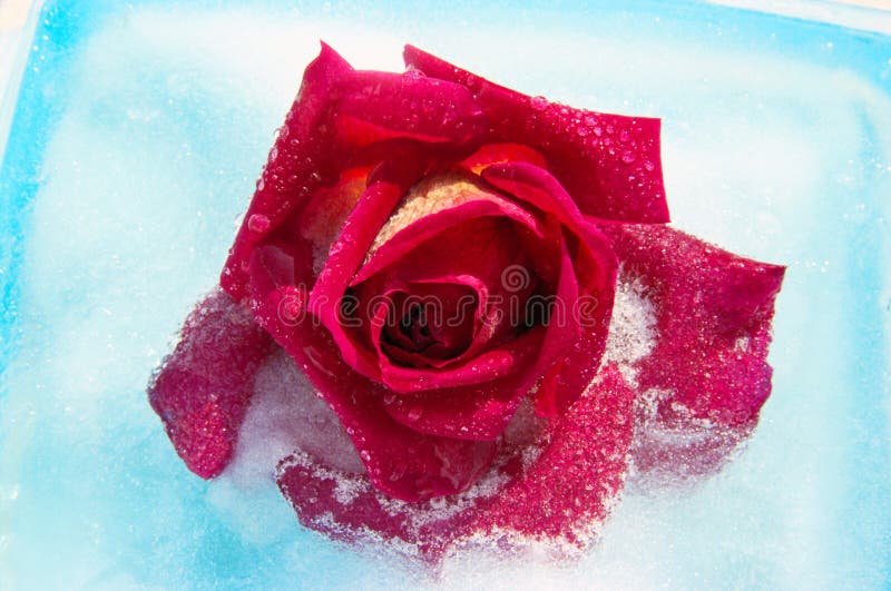 Frozen Red Rose Jodhpur Rajasthan India Stock Photo - Image of drops ...