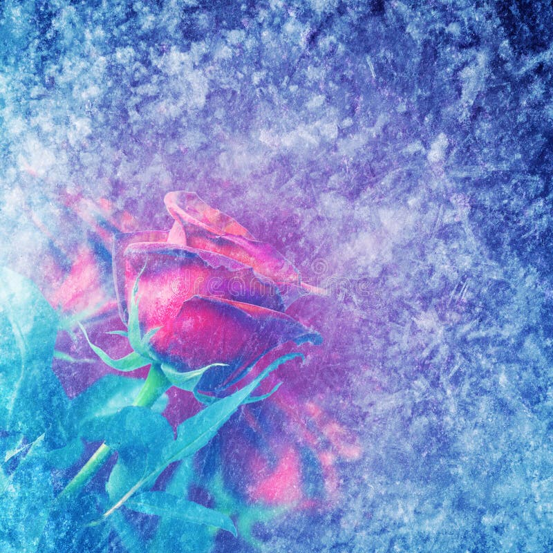 Frozen red roses stock photo. Image of color, present - 48488522