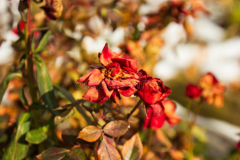 Frozen Red Roses in the Garden in Winter Stock Photo - Image of black ...