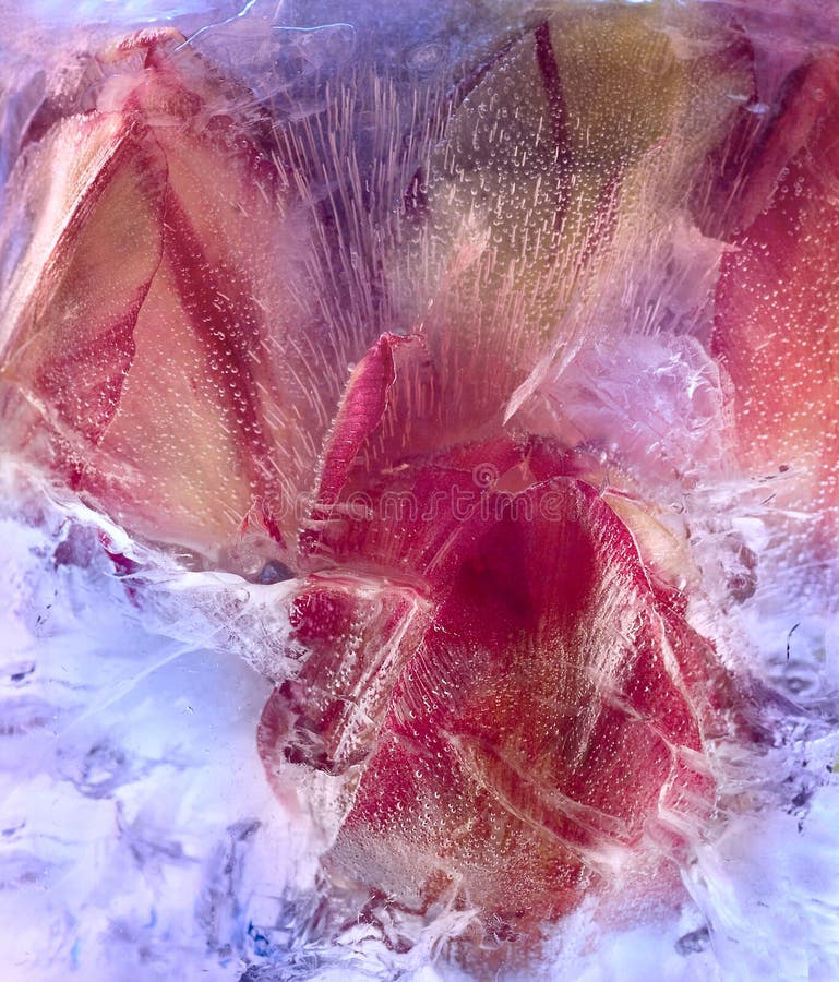 Frozen red tulip flower stock photo. Image of leaf, petal - 29445438